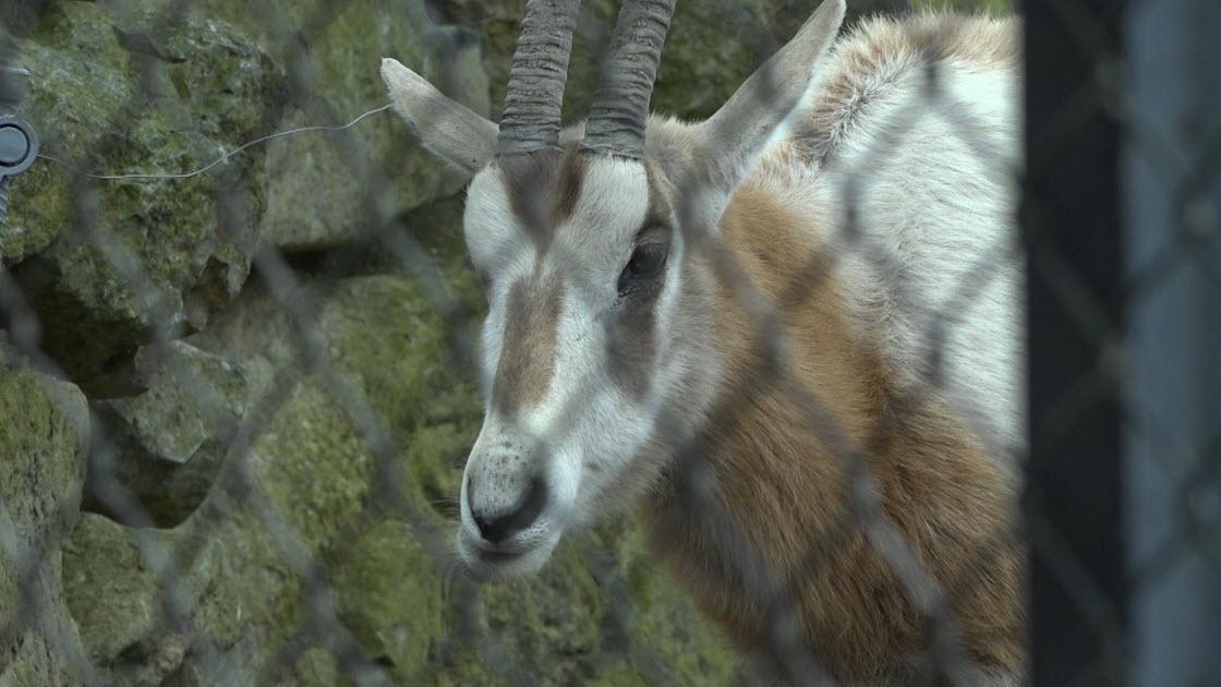 Lehigh Valley Zoo Celebrates Wildlife Weekend