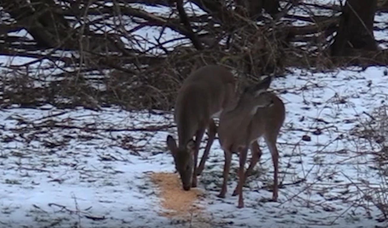Officials Say Deer Overpopulation is Causing Issues