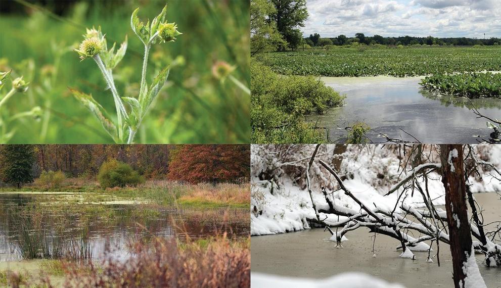 Wetlands: Seasons of Change | By Nature’s Design: Exploring Our Native ...