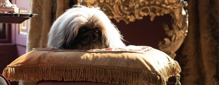 All Creatures Great and Small: Tricki & Friends | PBS Western Reserve