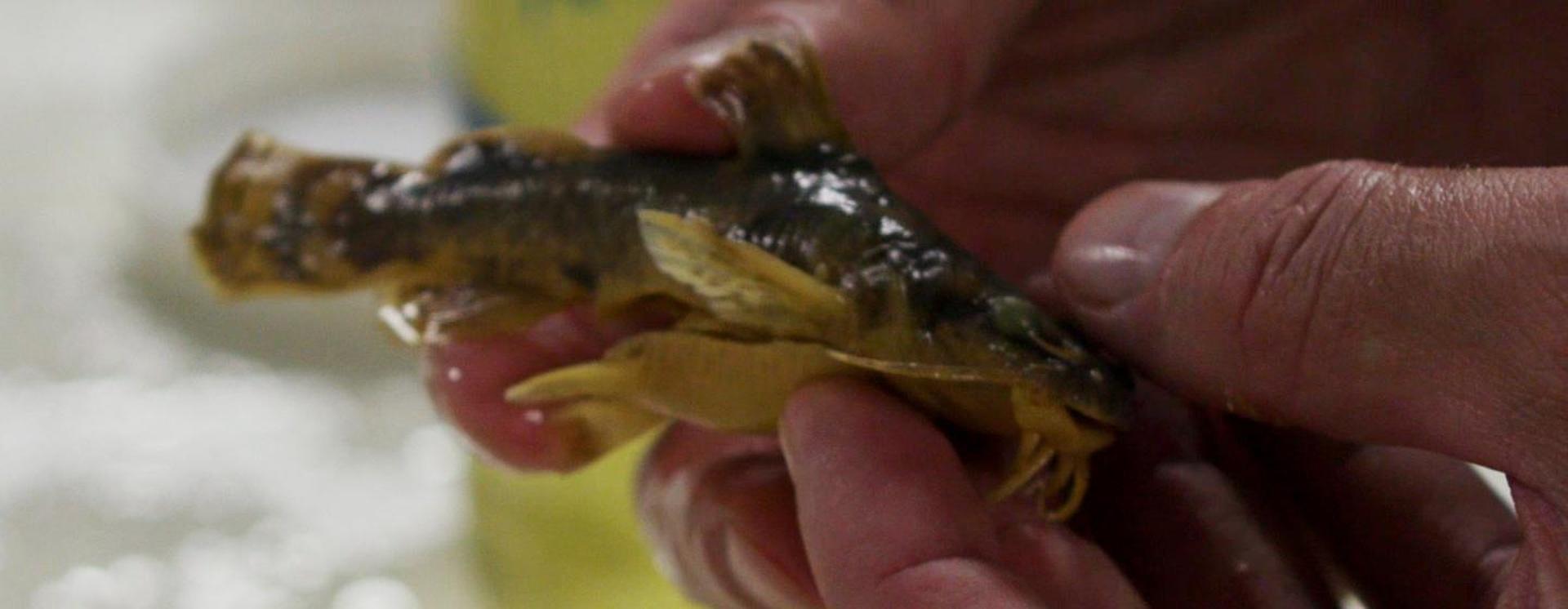 Great Lakes Now, Finders, Keepers | PBS Western Reserve