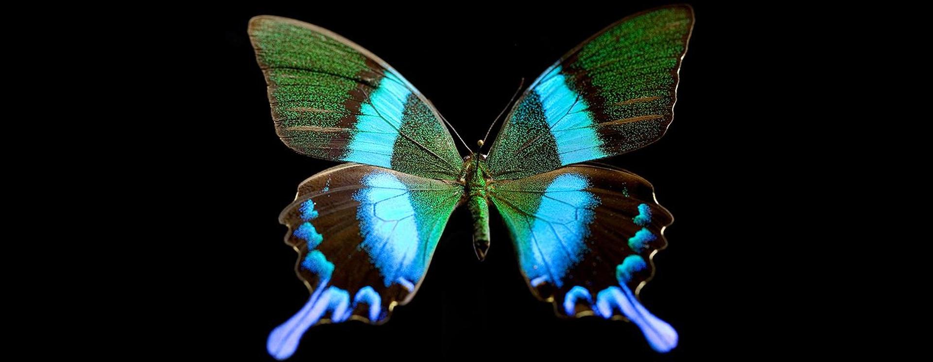 Nova, Butterfly Blueprints | PBS Western Reserve