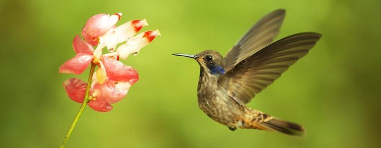 Nature, Super Hummingbirds | PBS Western Reserve