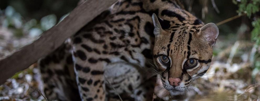 Nature, American Ocelot | PBS Western Reserve