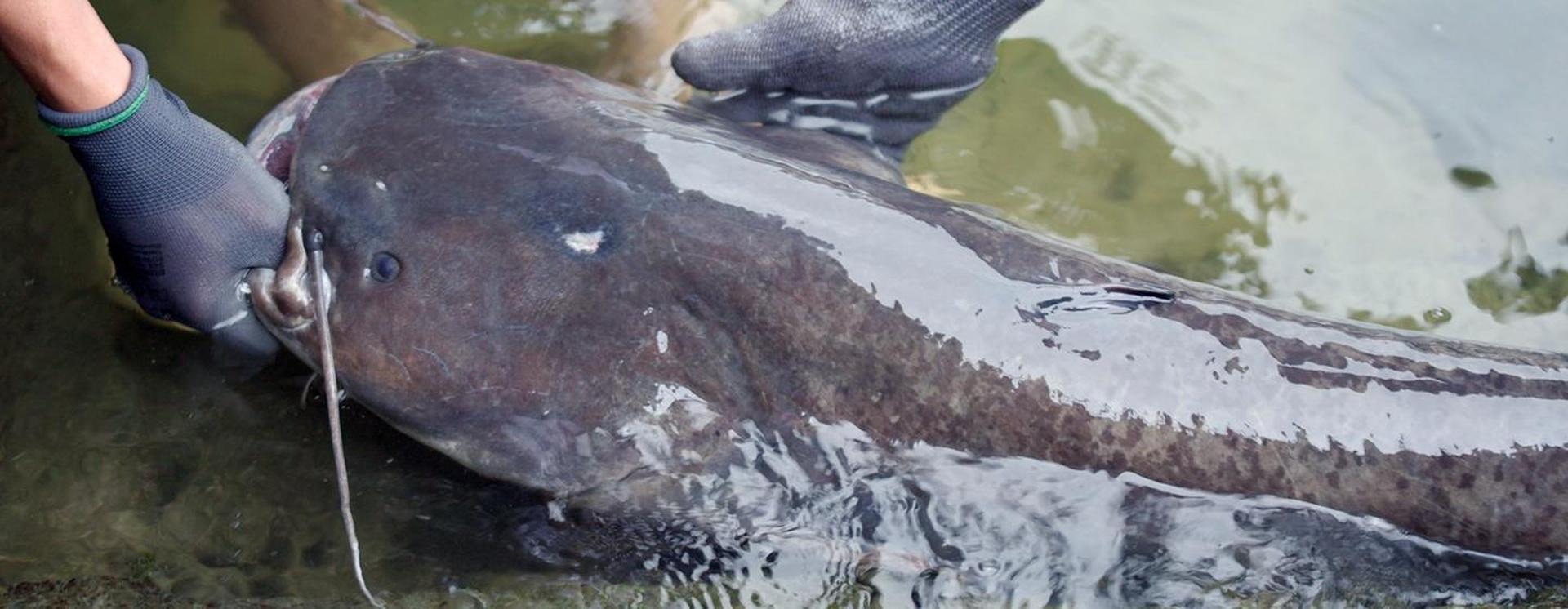 Changing Planet, River Restoration | PBS Western Reserve