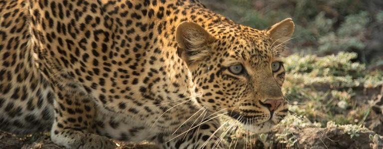 Nature, The Leopard Legacy | PBS Western Reserve