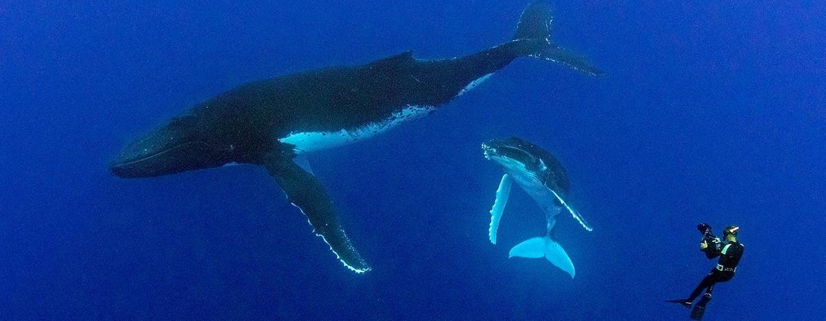 Nature, The Whale Detective | PBS Western Reserve