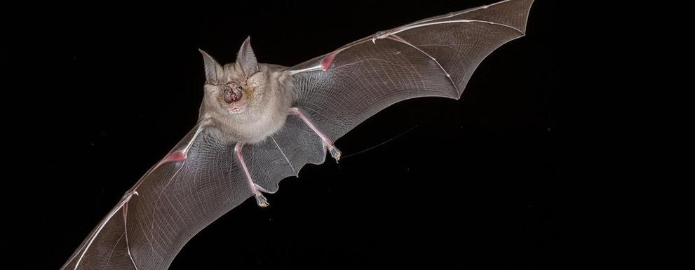 Nova, Bat Superpowers | PBS Western Reserve