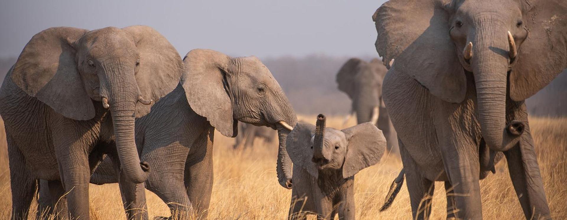 Nature: Parenthood | PBS Western Reserve