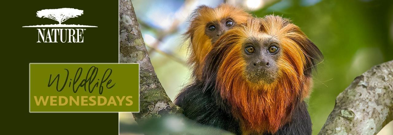 WTVP | Public Media for Central Illinois