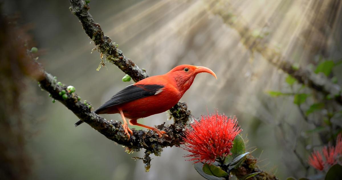 Vanishing Voices: Saving Our Hawaiian Forest Birds | PBS