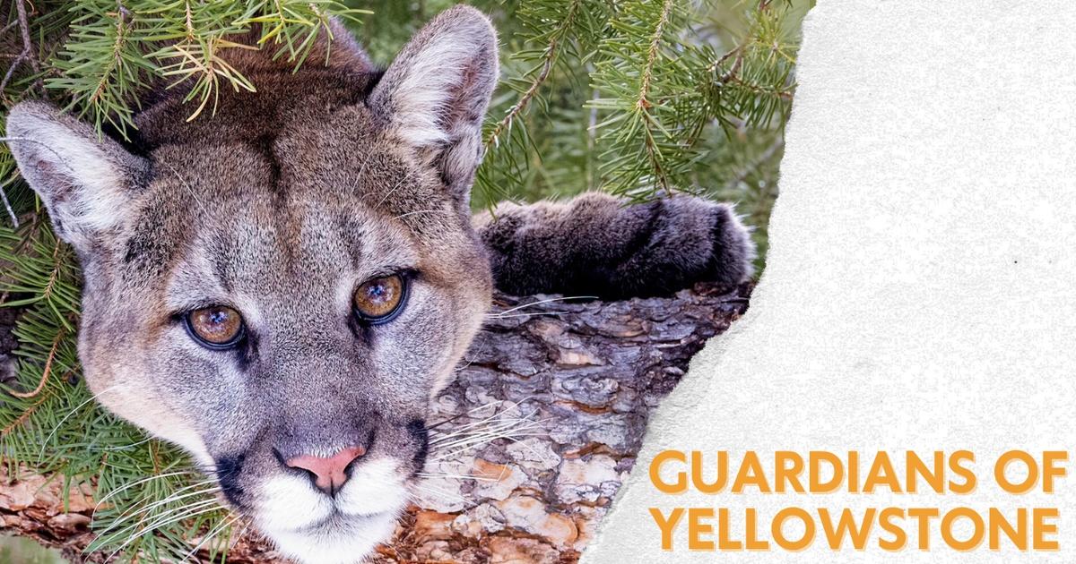 Guardians of Yellowstone: The Yellowstone Cougar Project | WUFT