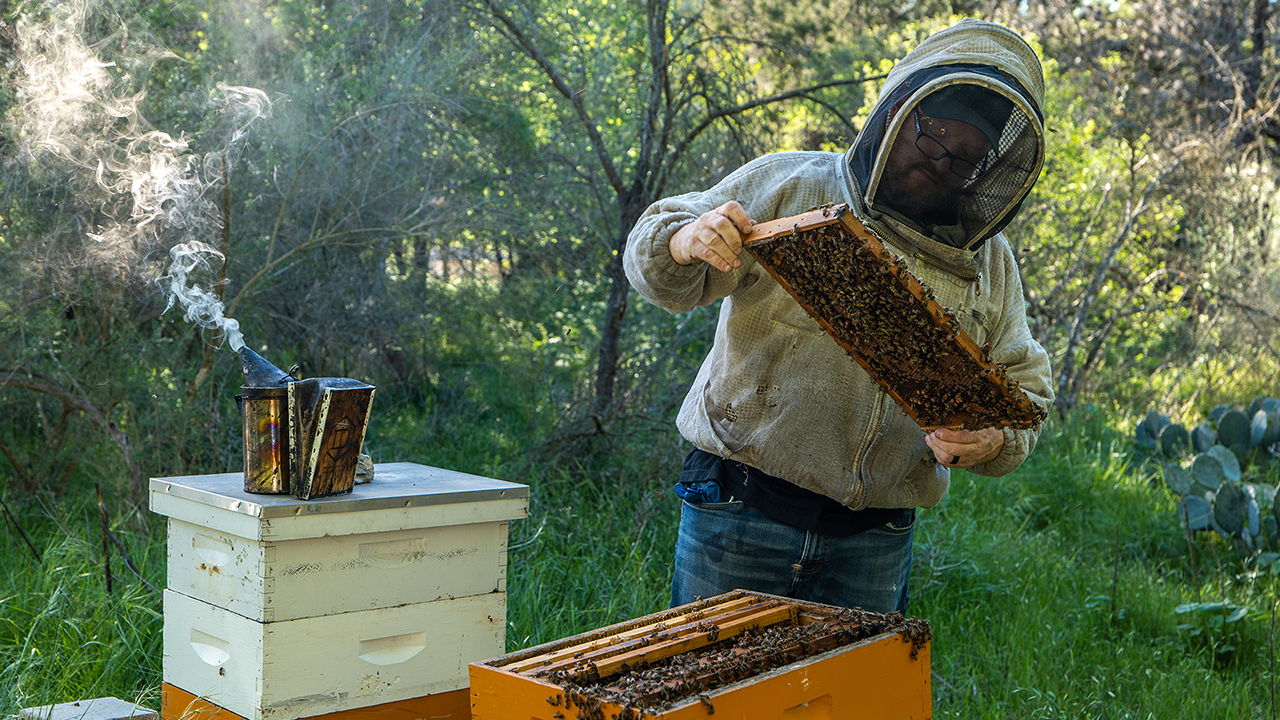 Bee Expansion | Rocky Mountain PBS