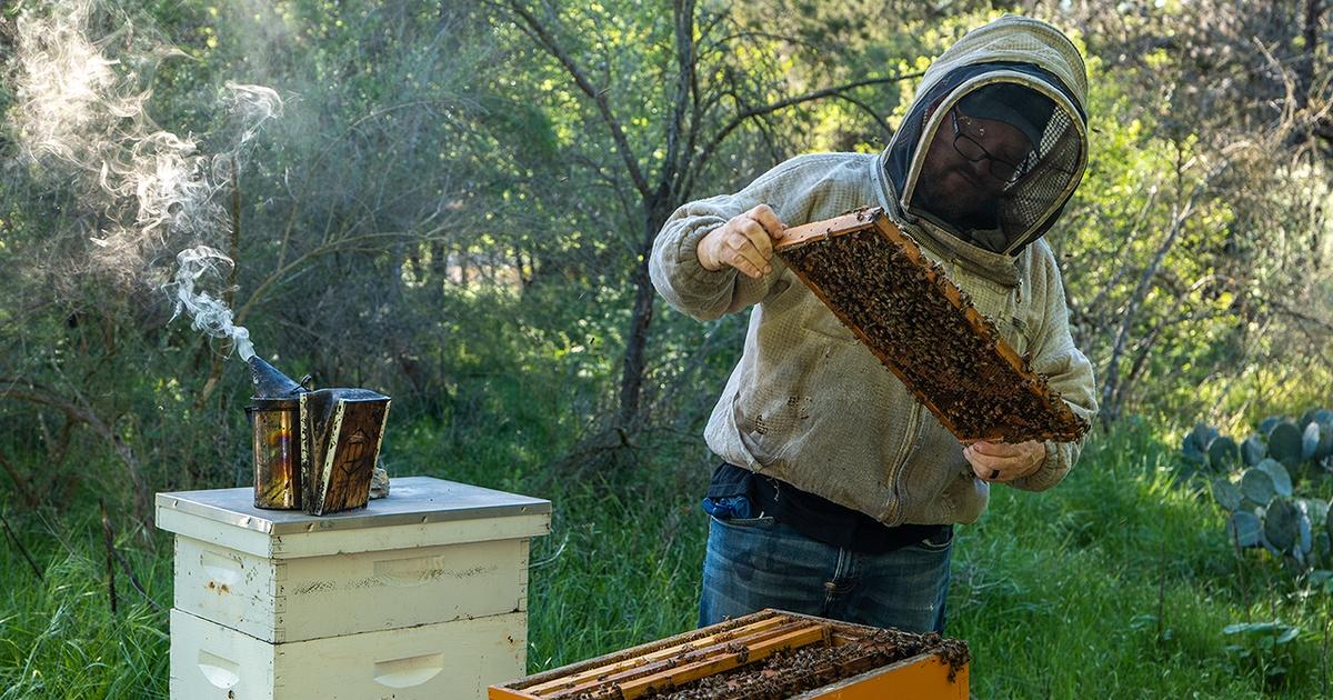 Charlie Bee Company | PBS