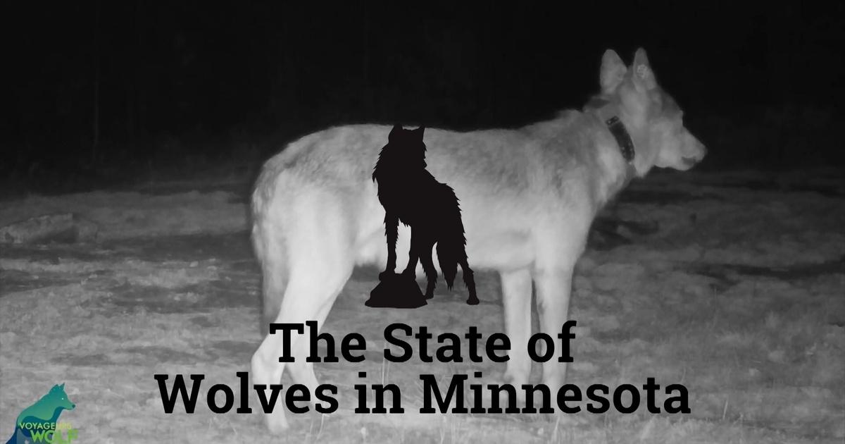 The State of Wolves in Minnesota | PBS