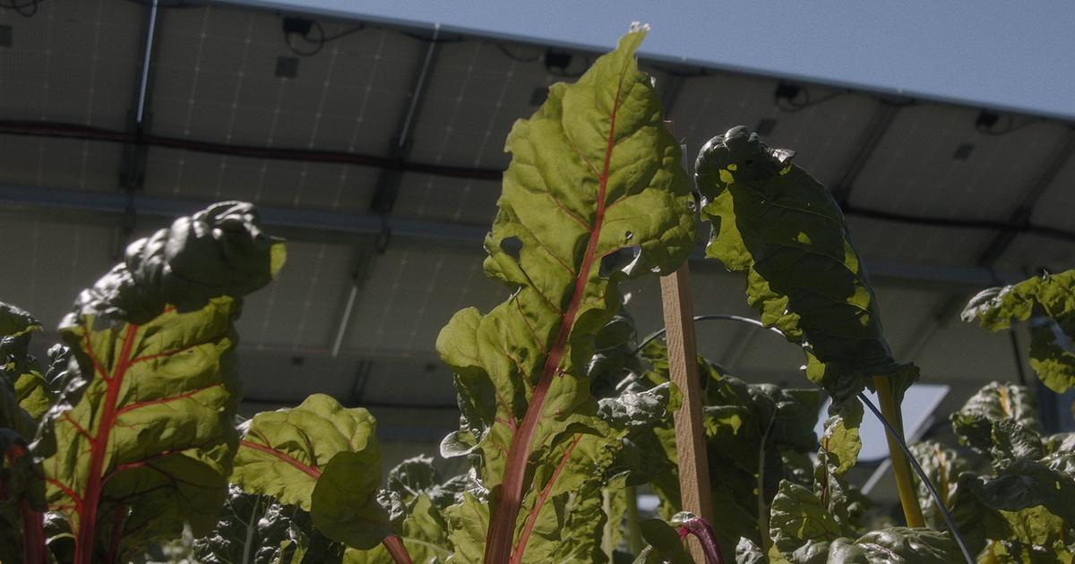 Save the Farm, Save the Future | PBS