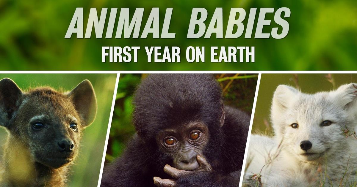 Animal Babies: First Year on Earth | PBS