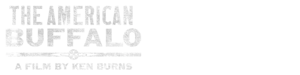 The American Buffalo | PBS