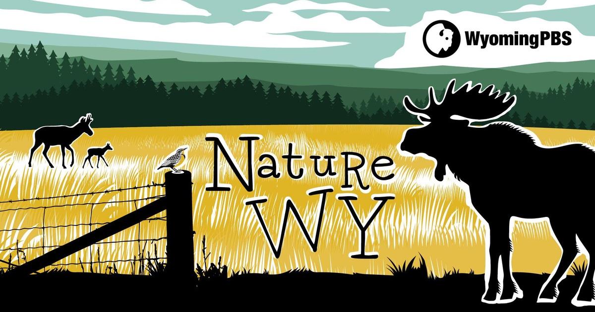 Nature WY | PBS