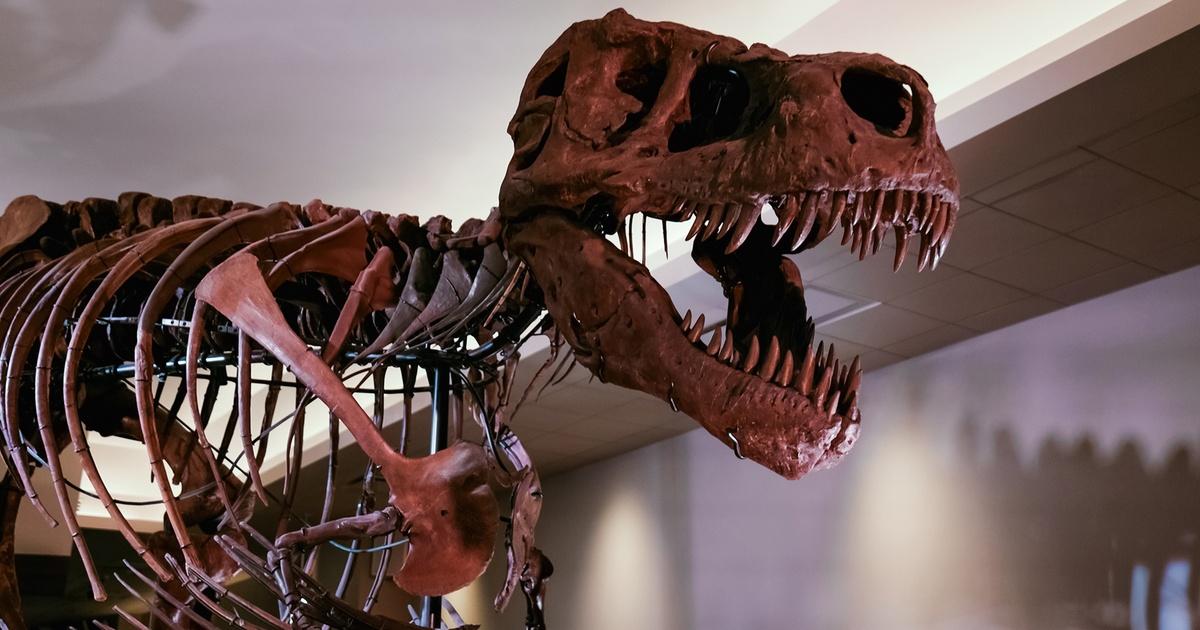 Why Dinosaurs? | PBS