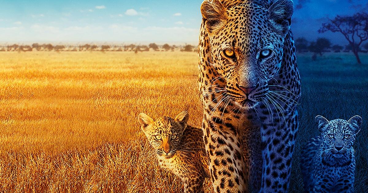 Big Cats 24/7 | PBS