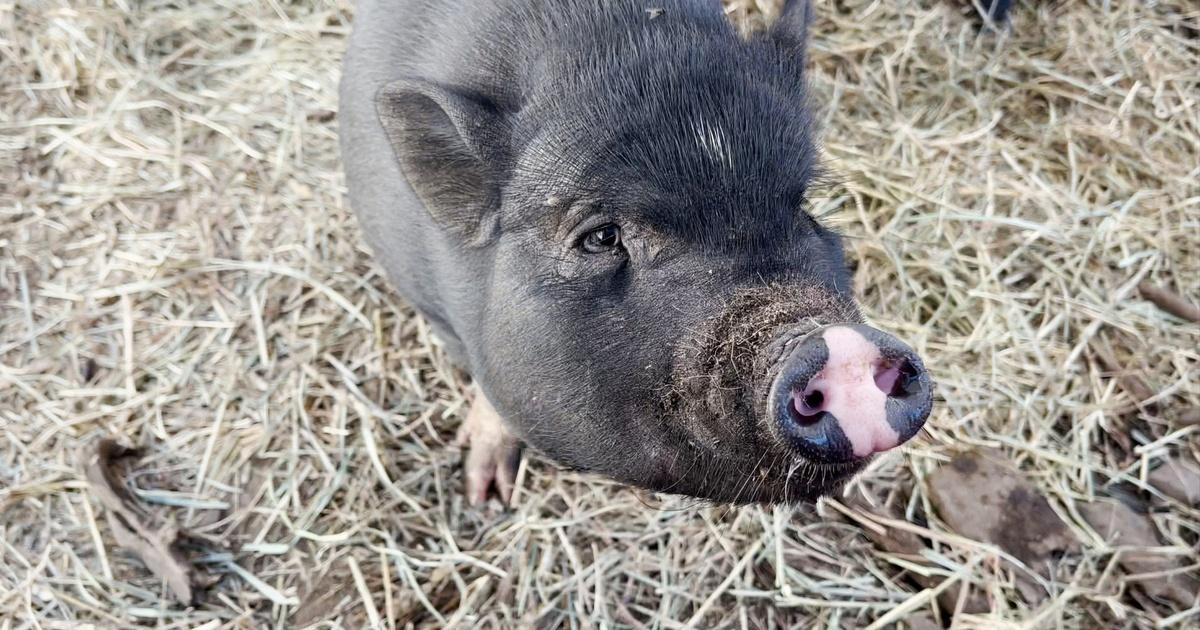 Pig Little Lies | PBS