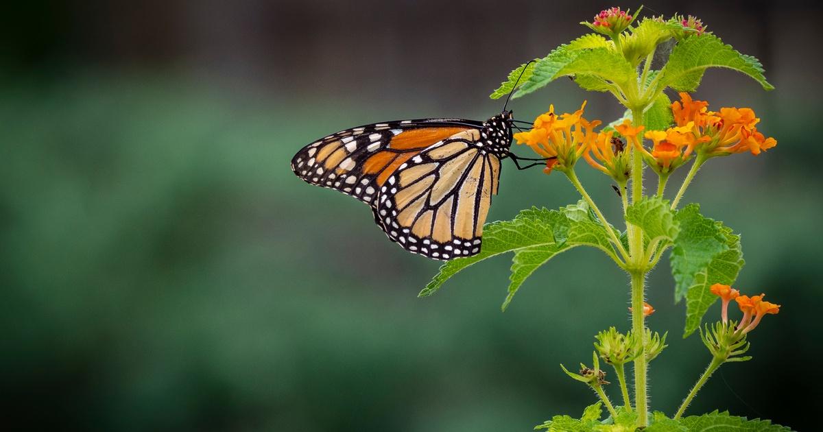 Oklahoma Gardening | PBS