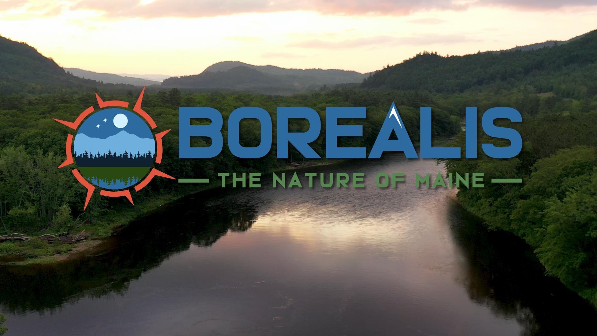 Borealis Tv Show 60 Photos - Moonagedaydream.film