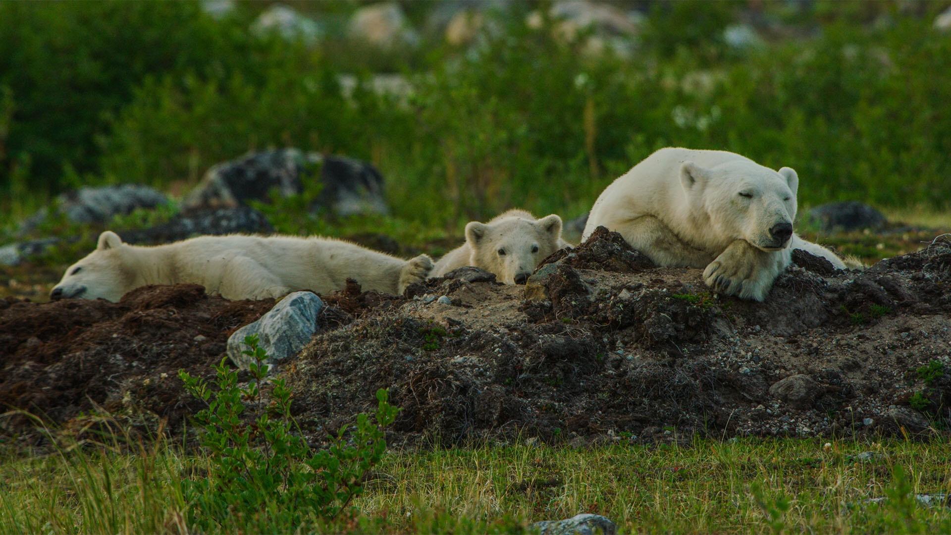 Dynamic Planet | Rocky Mountain PBS