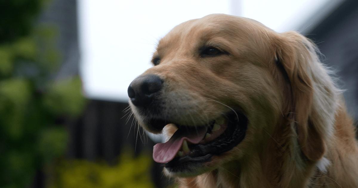 Dogs of Service | PBS