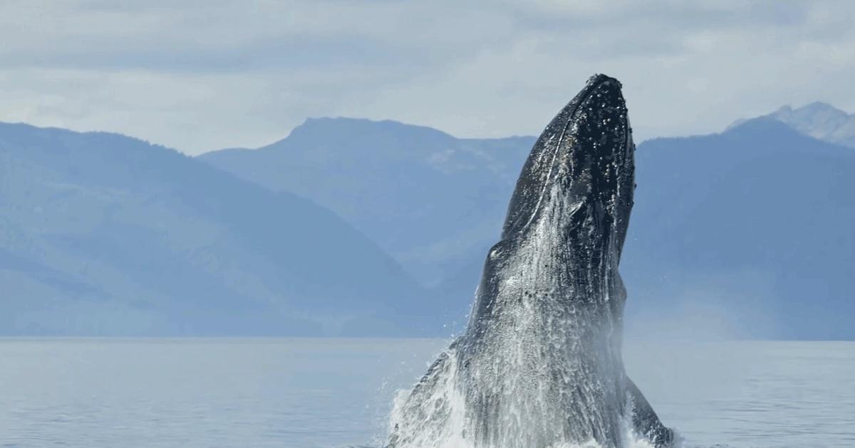 Ocean Souls | PBS