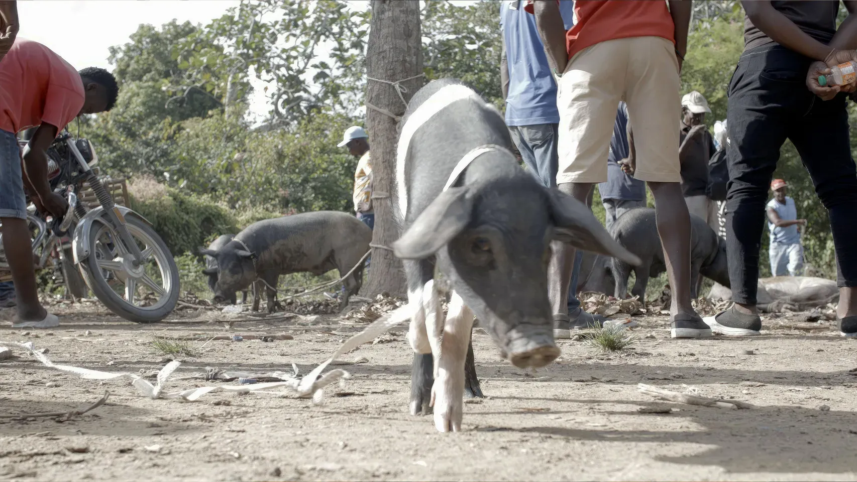 The Creole Pig: Haiti's Great Loss | PBS
