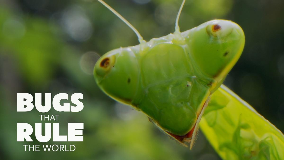 Bugs That Rule the World | Video | WLIW