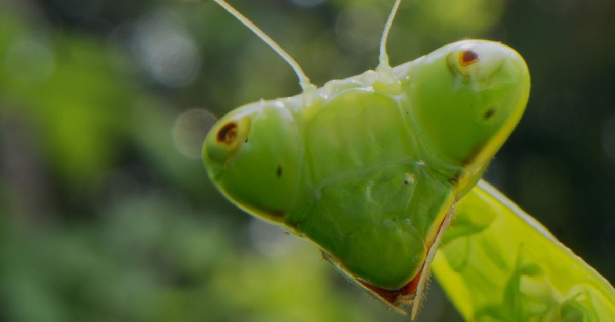 Bugs That Rule the World | PBS
