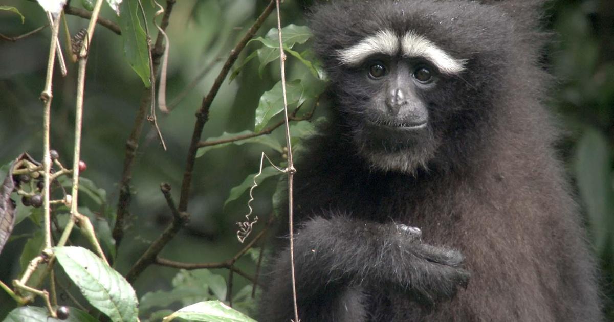 A Song for Love: An Ape with an App | PBS