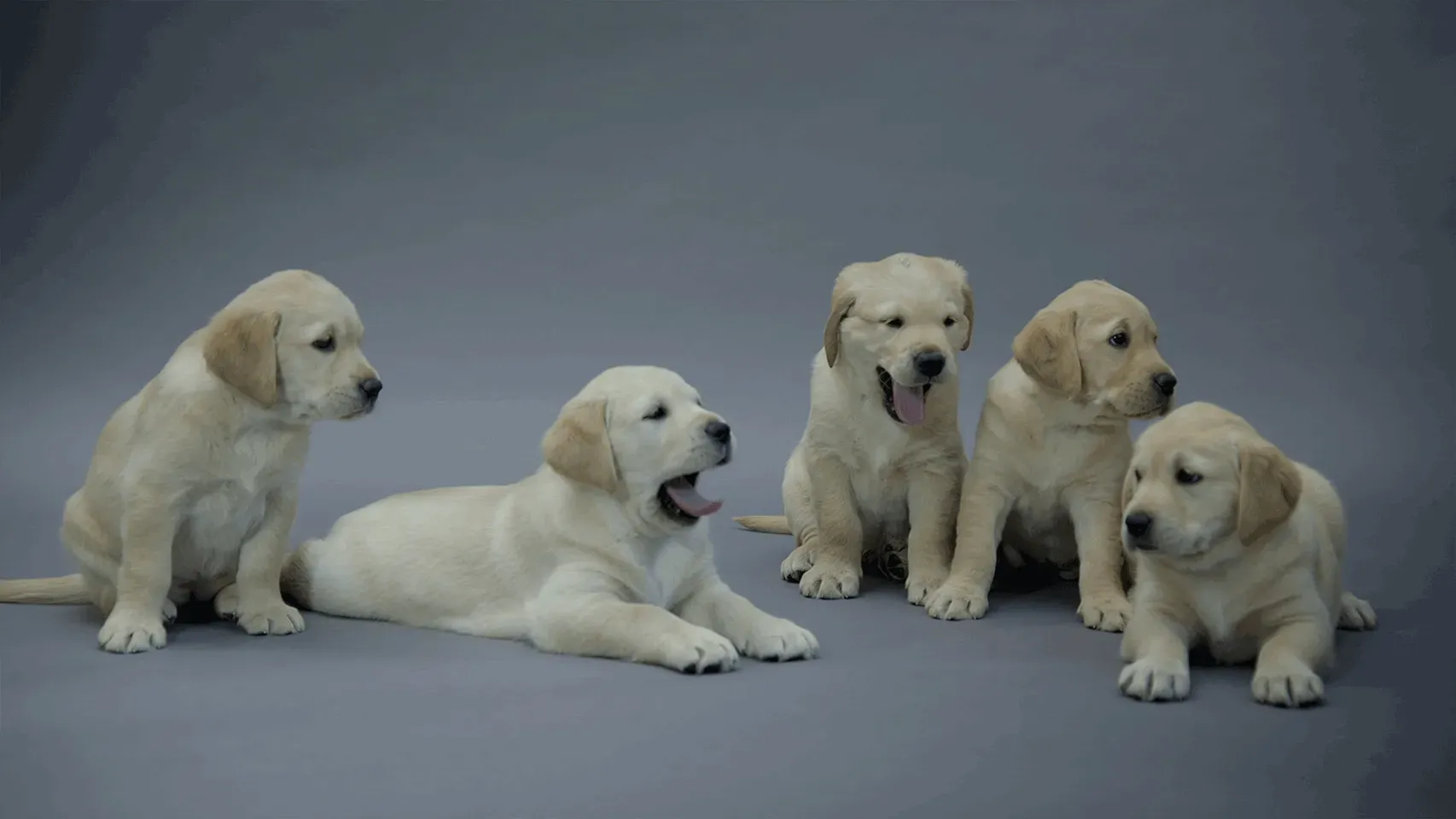 Puppy Secrets: The First Six Months | PBS