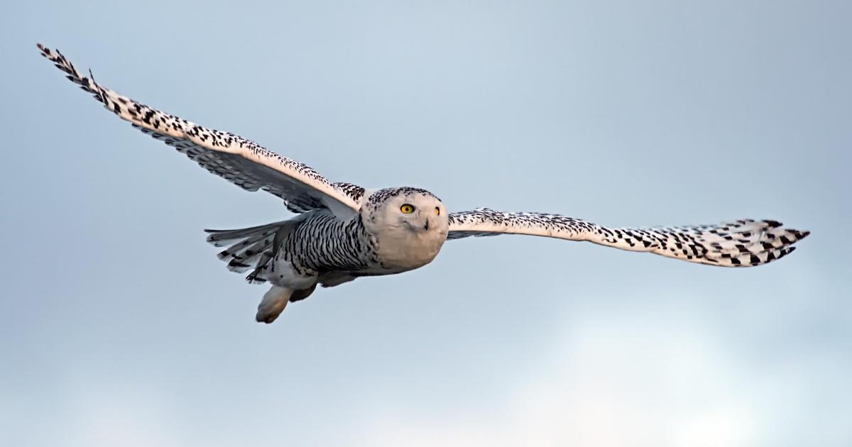 SoCal Snowy Owl | PBS