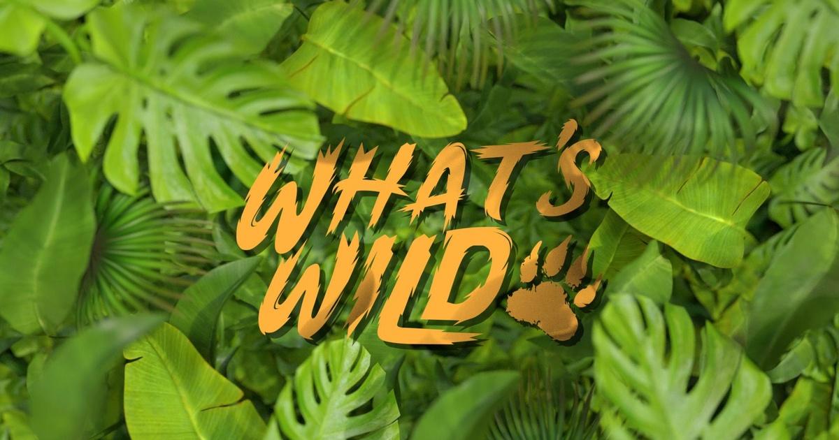 What's Wild | PBS