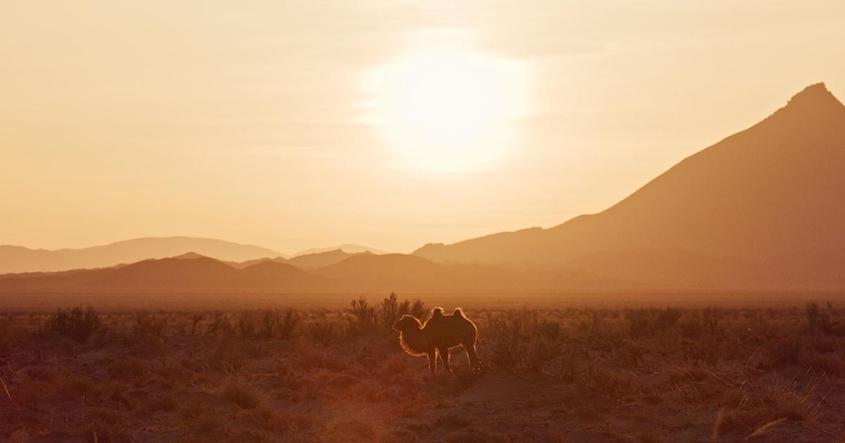 Evolution Earth | PBS