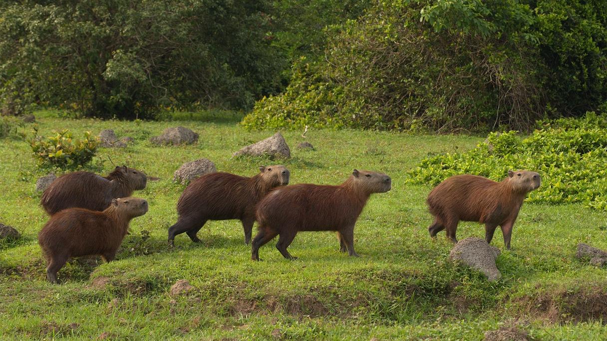 Colombia - Wild and Free | PBS