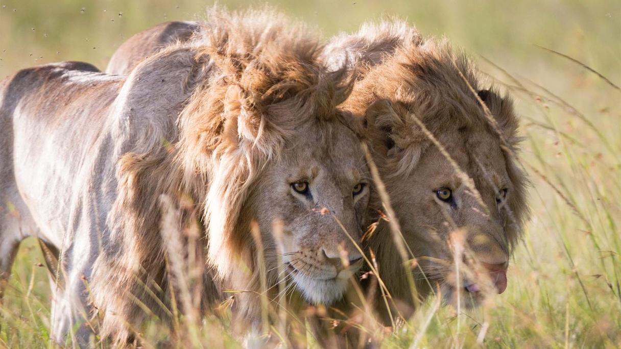 Lion: The Rise and Fall of the Marsh Pride | PBS