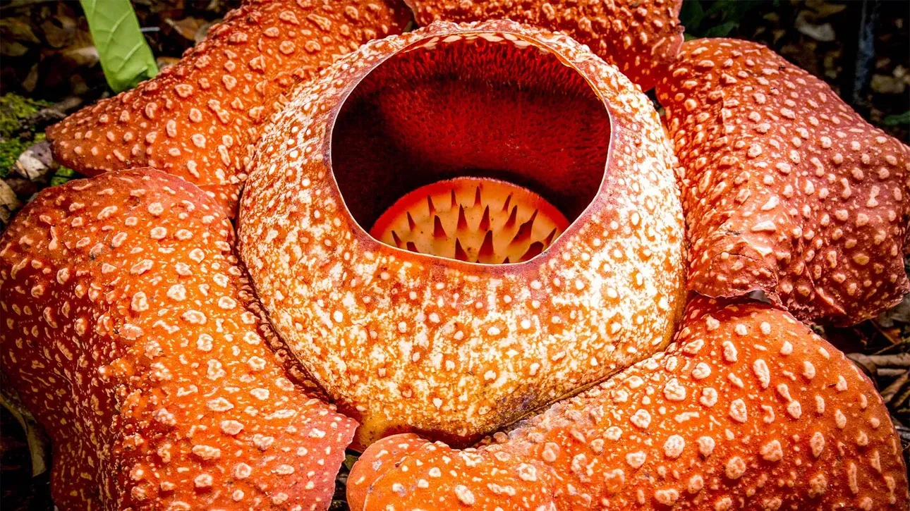 The Green Planet | Desert Worlds | Episode 4 | PBS