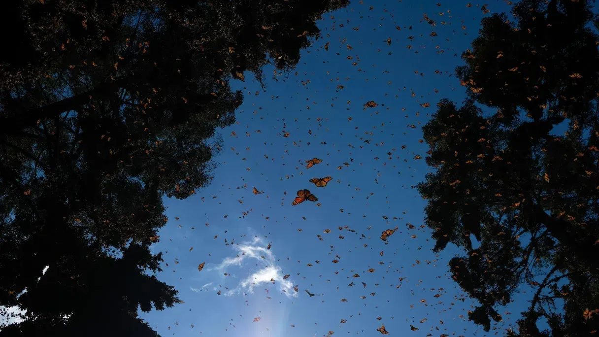 Dynamic Planet | PBS