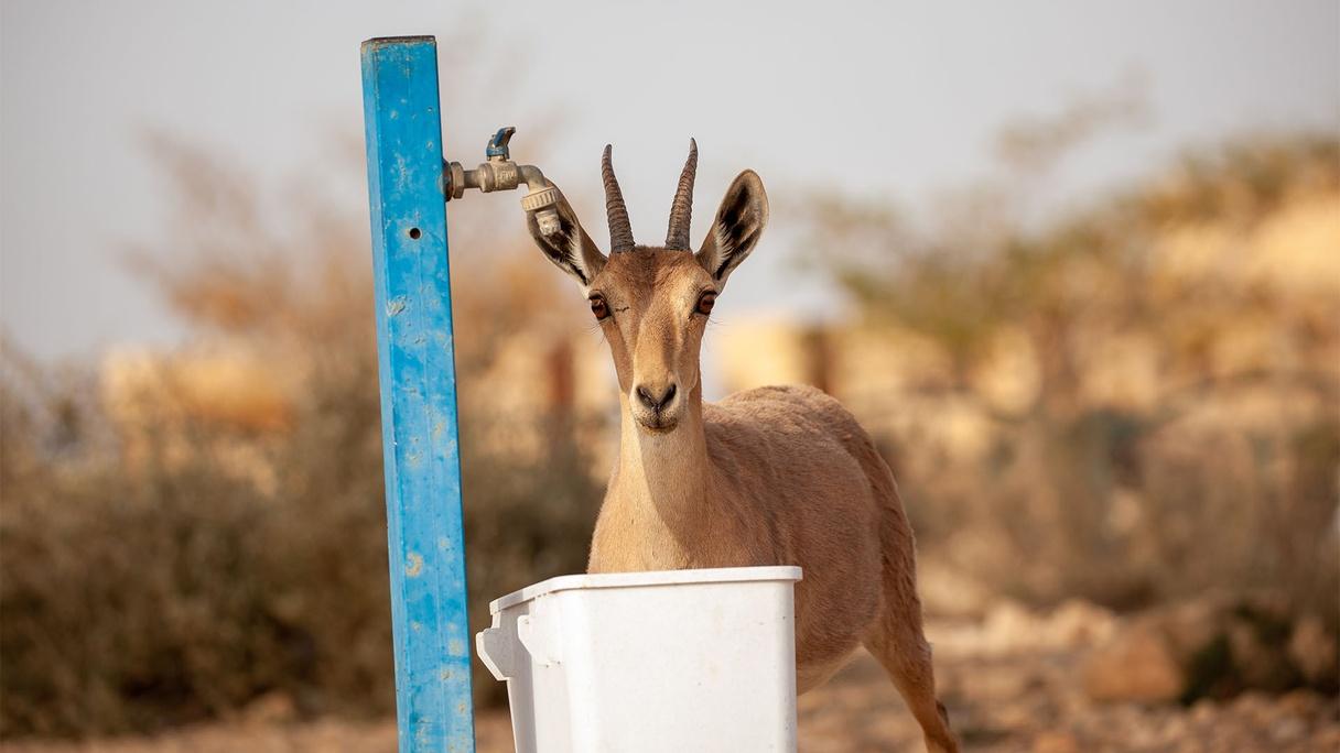 Evolution Earth | PBS