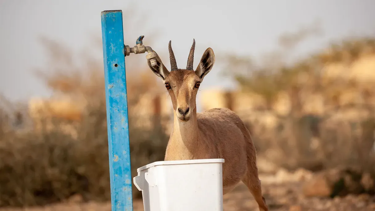 Evolution Earth | PBS