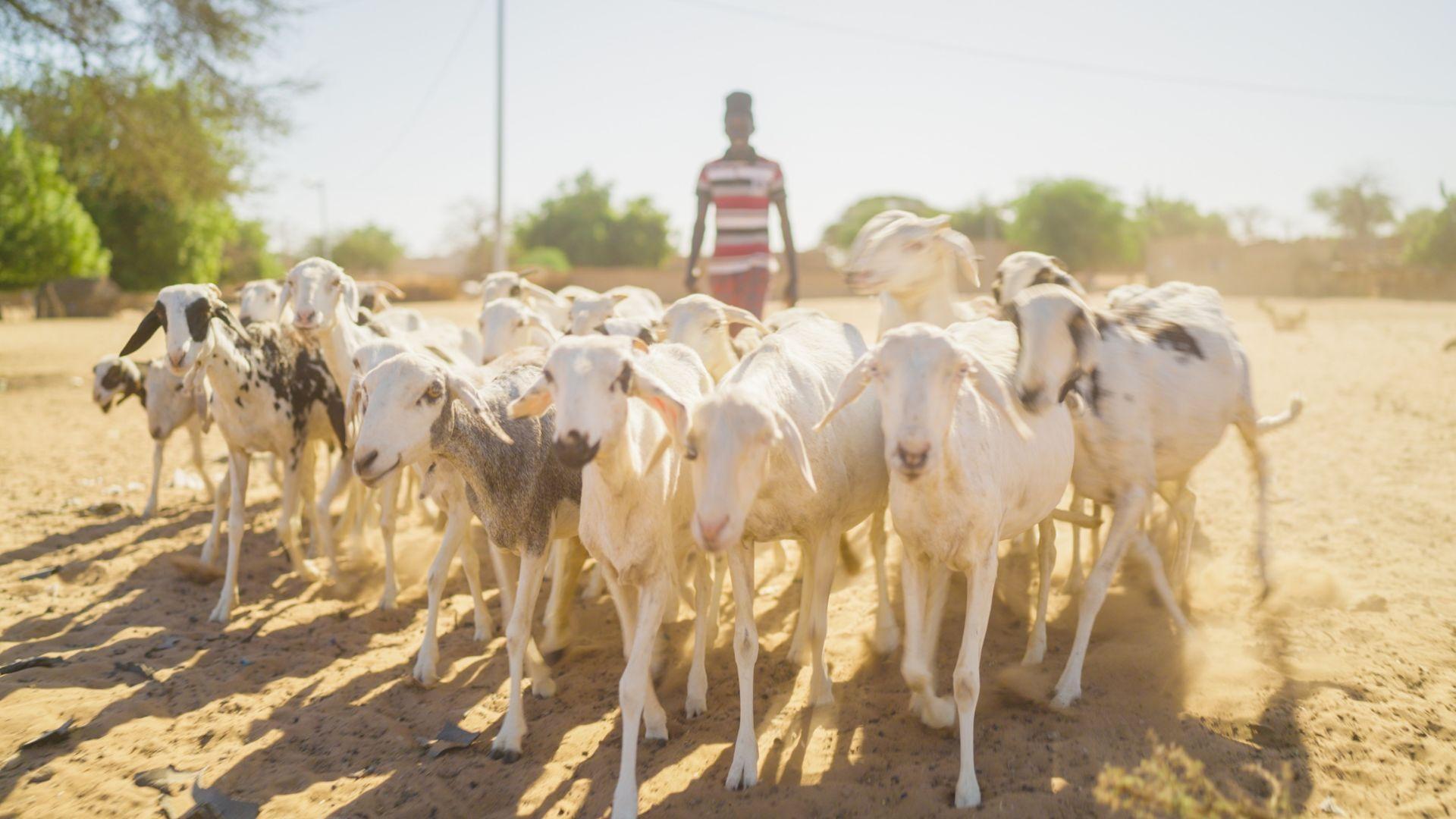 Dynamic Planet | PBS