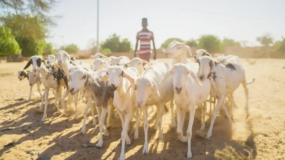 Dynamic Planet | PBS