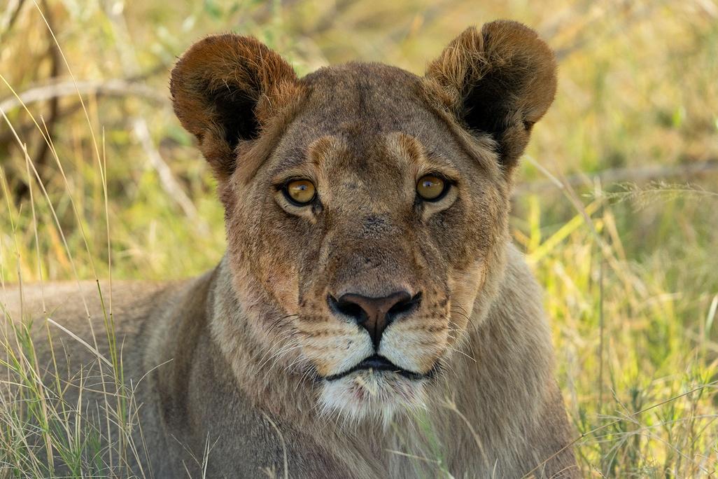 Big Cats 24/7 | PBS