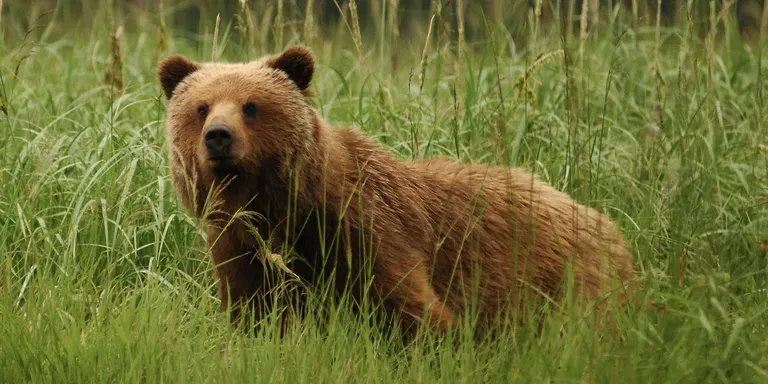 Nature | Rare Footage of Sloth Drinking Water | PBS