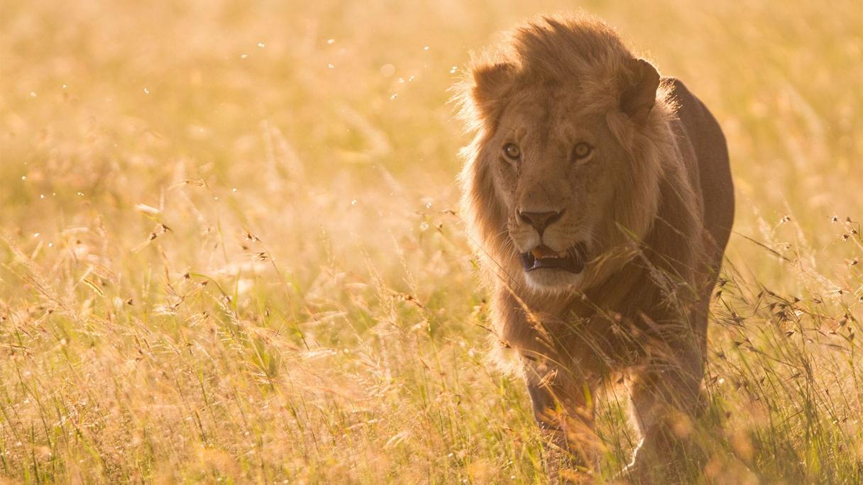 Lion: The Rise and Fall of the Marsh Pride | PBS